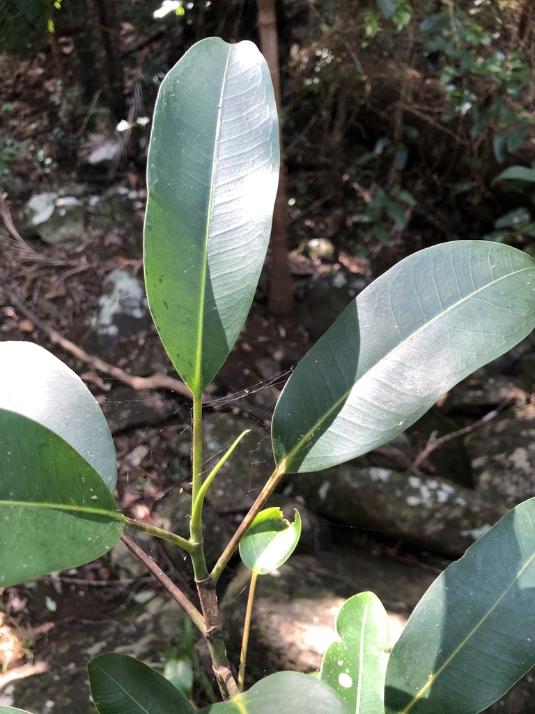 Watkins' fig from Fox Rd, Rosebank, NSW, AU on May 27, 2023 at 11:59 AM ...