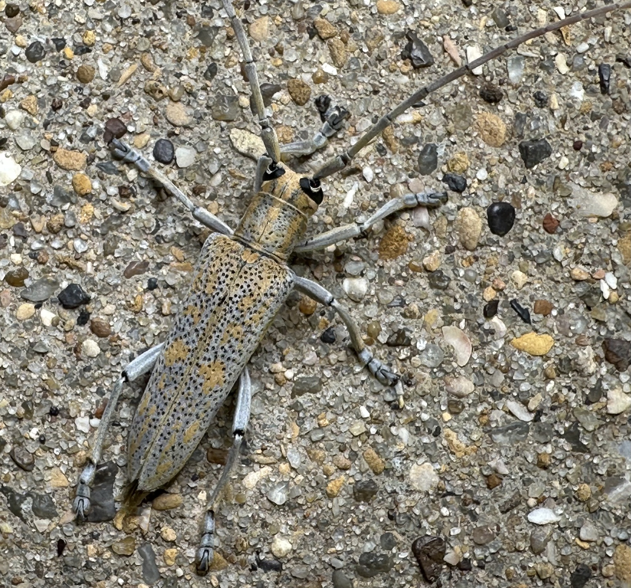 Saperda calcarata Say, 1824