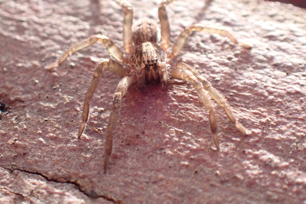 Little Tarantula from St Peters SA 5069, Australia on May 27, 2023 at ...