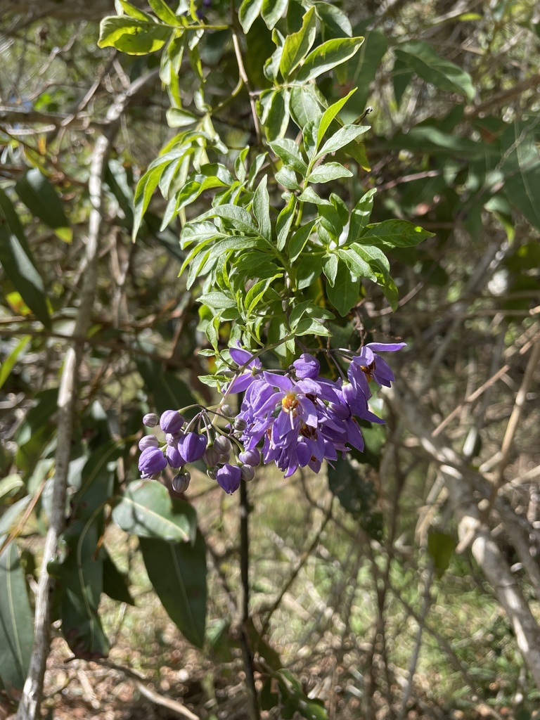 Brazilian Nightshade from Noosa Bal, AU-QL, AU on May 27, 2023 at 01:26 ...