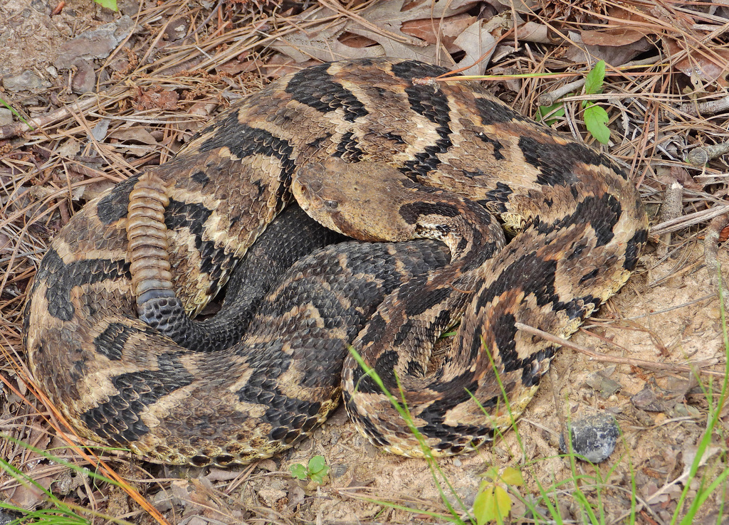 Timber Rattlesnake from Guntersville, AL, USA on May 26, 2023 at 02:40 ...