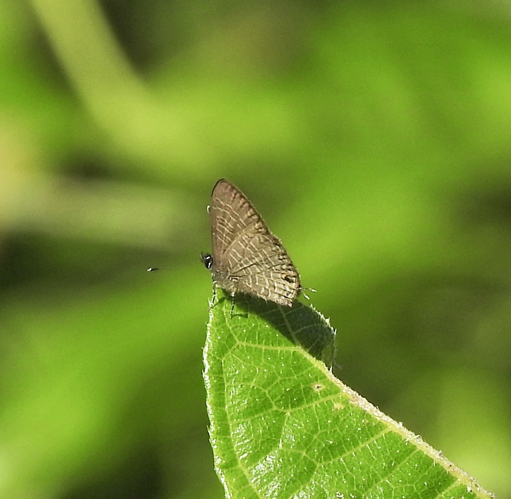 Common Line Blue from Cairns QLD, Australia on May 27, 2023 at 11:11 AM ...