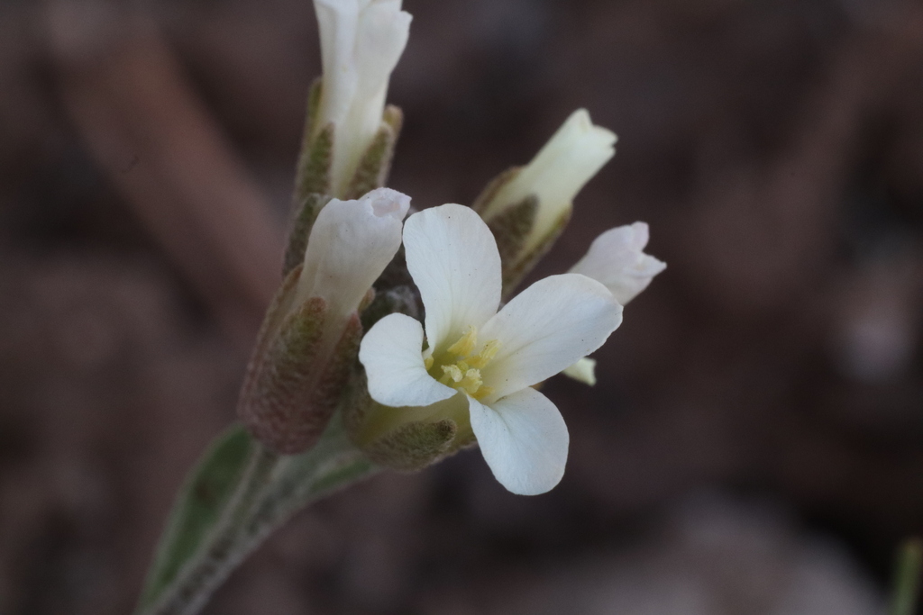 Good-neighbor Bladderpod from Garfield County, CO, USA on May 18, 2023 ...