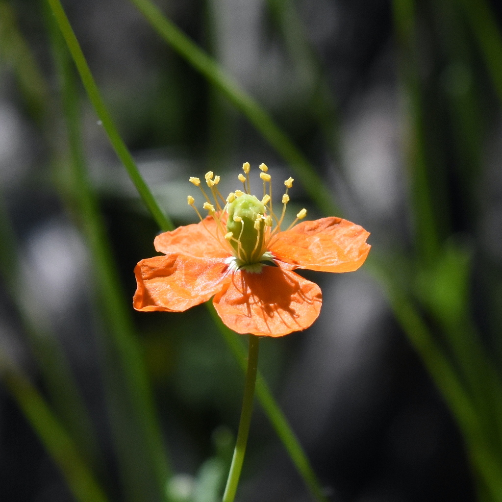 fire poppy from San Benito County, CA, USA on May 11, 2023 at 01:08 PM ...