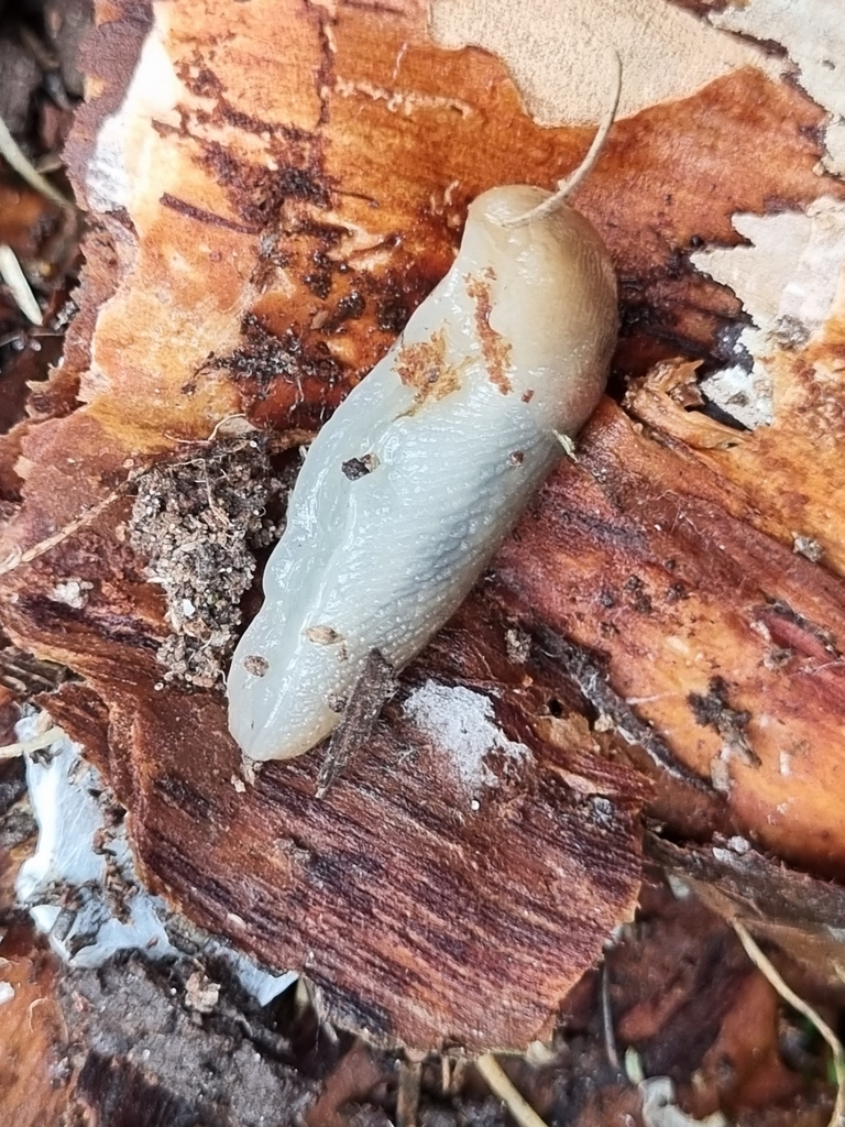 Threeband Slugs from Mount Martha VIC 3934, Australia on May 27, 2023 ...