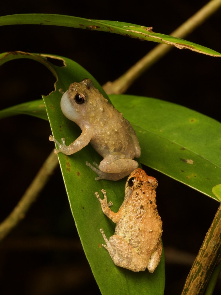 Boulenger's Climbing Frog in April 2023 by John Sullivan · iNaturalist
