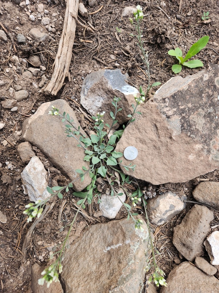Good-neighbor Bladderpod from Garfield County, US-CO, US on May 18 ...