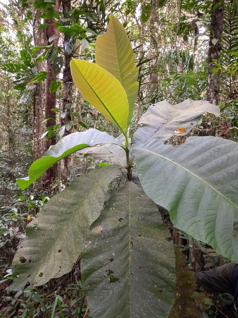 Bathysa australis (Plantas da Mata Atlântica) · BioDiversity4All