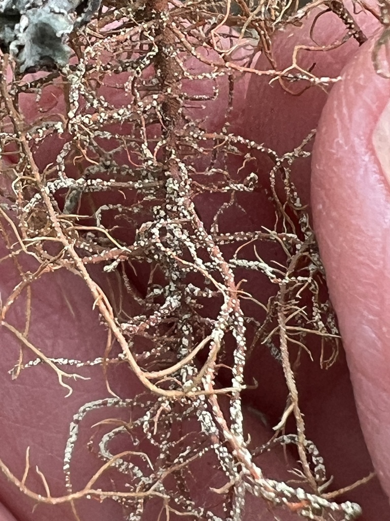 Red Beard Lichen from Ring Mountain Preserve, Corte Madera, CA, US on ...