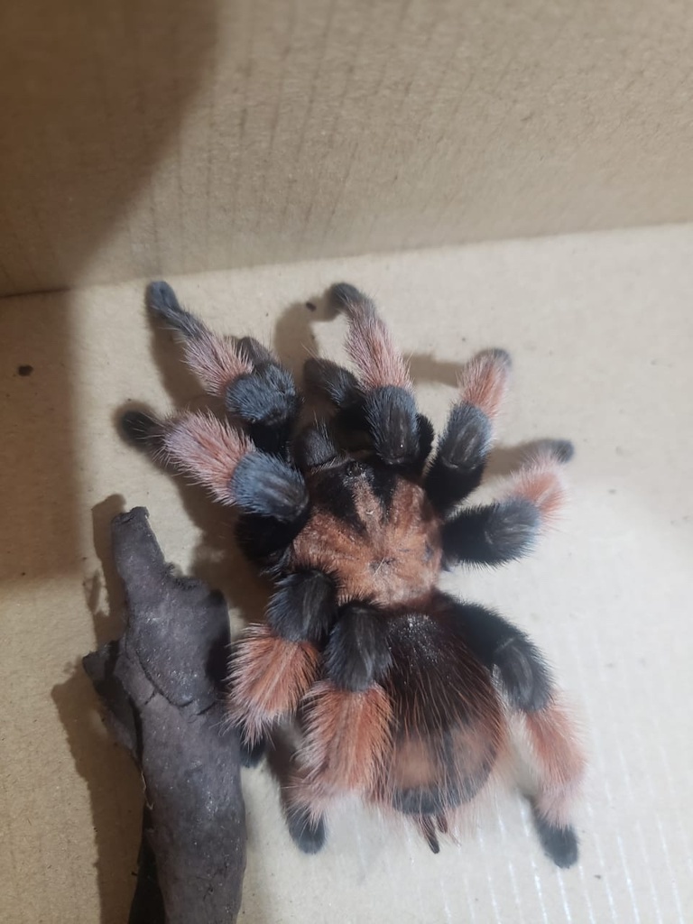 Mexican Redleg Tarantula in May 2023 by alexaramirez18 · iNaturalist