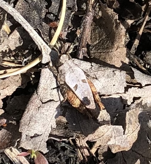 Tetrix bipunctata (Linnaeus, 1758)