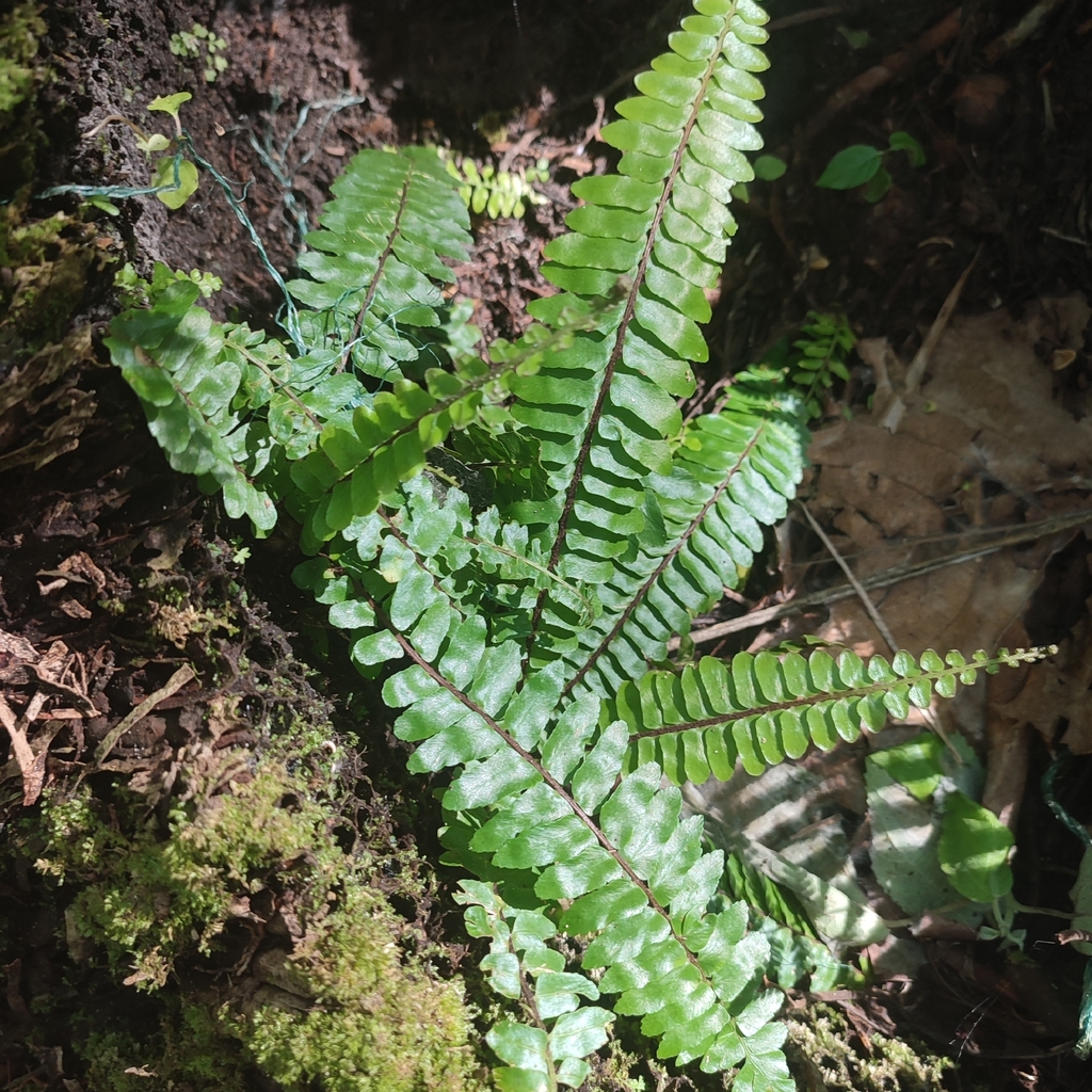 Asplenium longissimum from British Indian Ocean Territory on May 24 ...