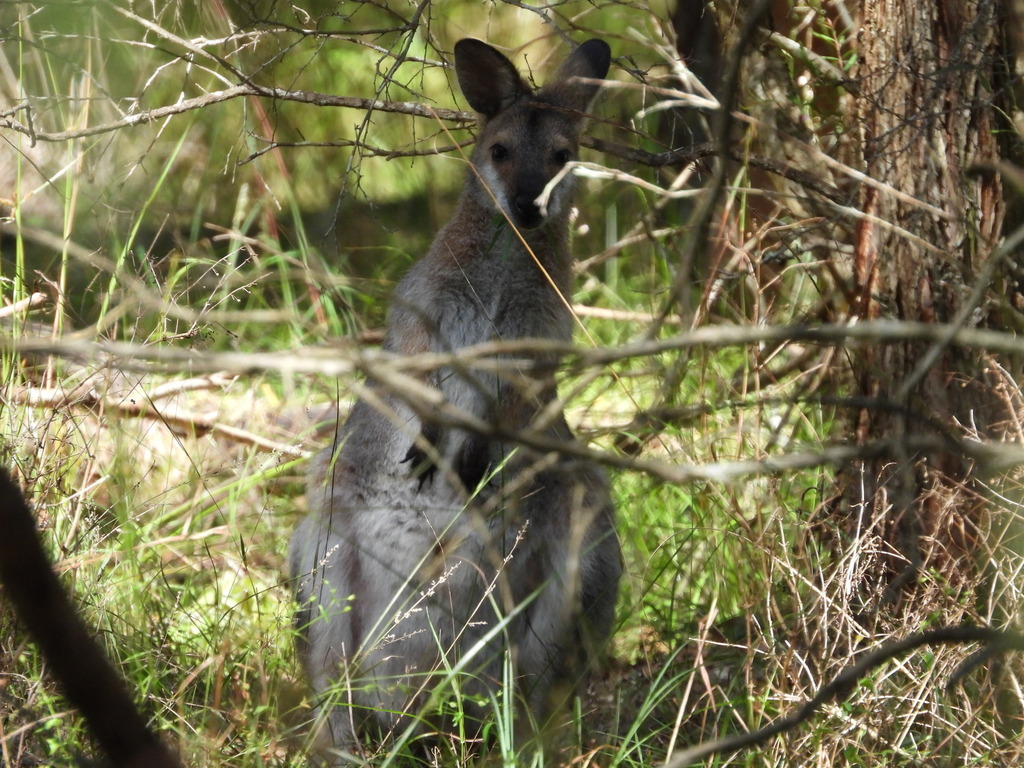 Red-necked Wallaby from Burbank QLD 4156, Australia on May 27, 2023 at ...