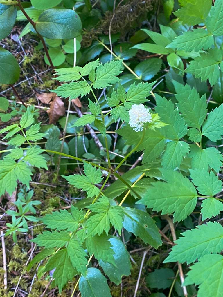 red baneberry from Lane County, OR, USA on May 25, 2023 at 10:52 PM by ...