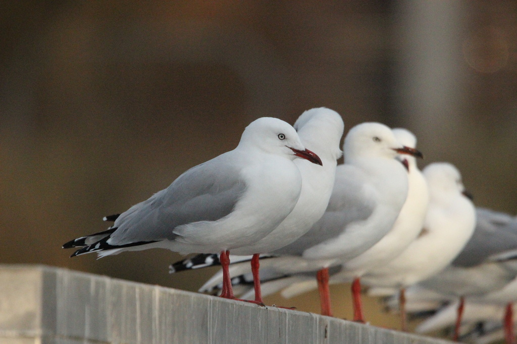 Australian Silver Gull from Ralphs Bay, Lauderdale, TAS, AU on May 24 ...