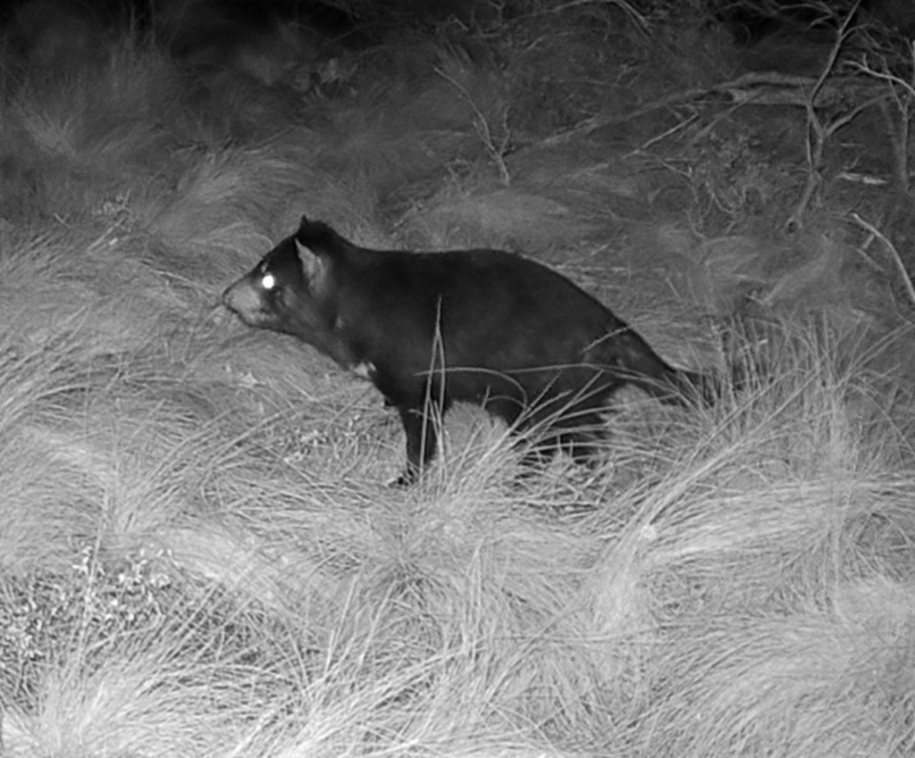 Tasmanian Devil in May 2023 by ngaruru · iNaturalist