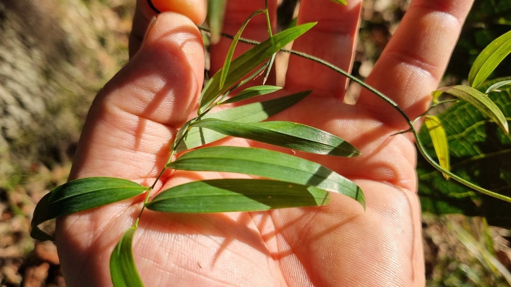 Climbing Lily from Noosa Bal, AU-QL, AU on May 27, 2023 at 03:39 PM by ...