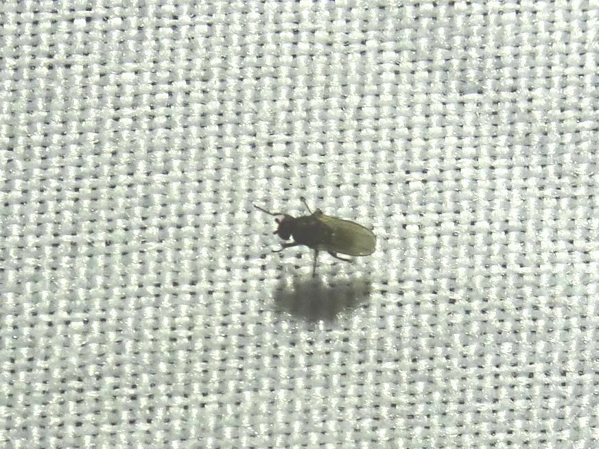 Lesser Dung Flies from Home on May 22, 2023 at 10:49 PM by Thomas ...