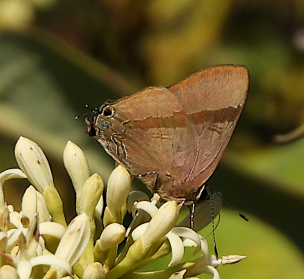Indigo Flash in May 2023 by cirolana · iNaturalist