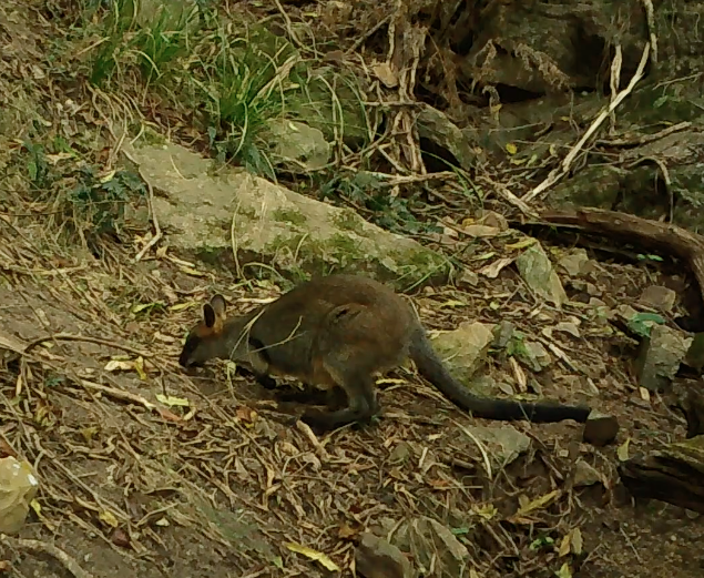 Swamp Wallaby in May 2023 by matthewlh. Trail cam video still ...