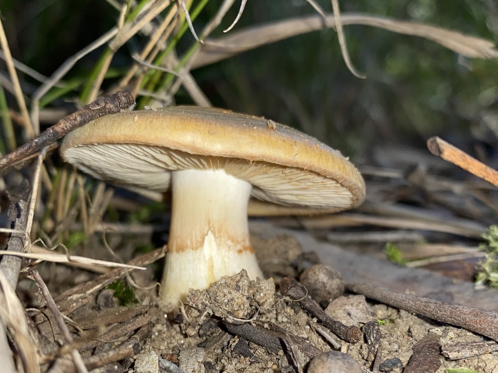 Webcaps from Fred Caterson Reserve, Castle Hill, NSW, AU on May 23 ...