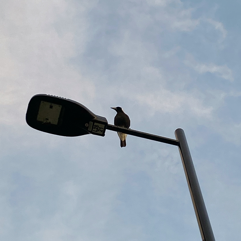 Australian Magpie from Te Waipounamu/South Island, Rolleston ...