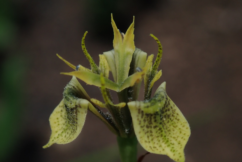 Trifid Uintjie from Lydenburg, 1120, South Africa on November 21, 2018 ...