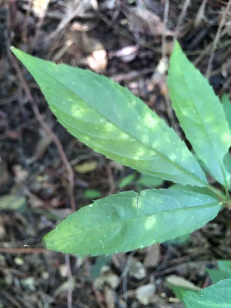 Claoxylon australe from Wongawallan QLD 4210, Australia on May 20, 2023 ...