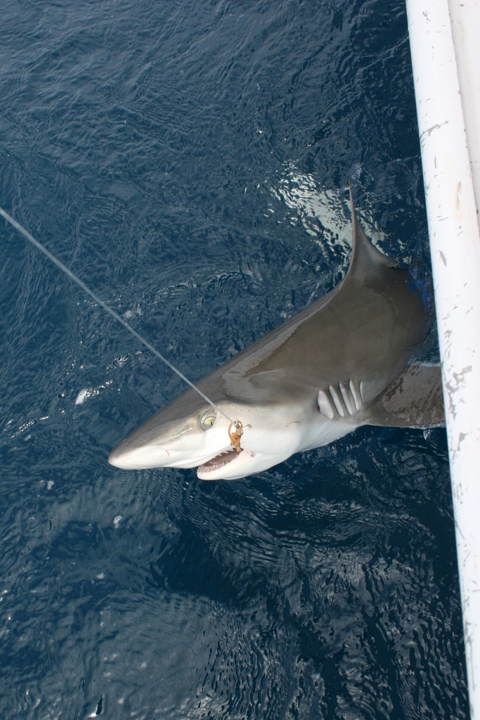 Galápagos Shark in November 2010 by Michael Keogh. One of many of this ...