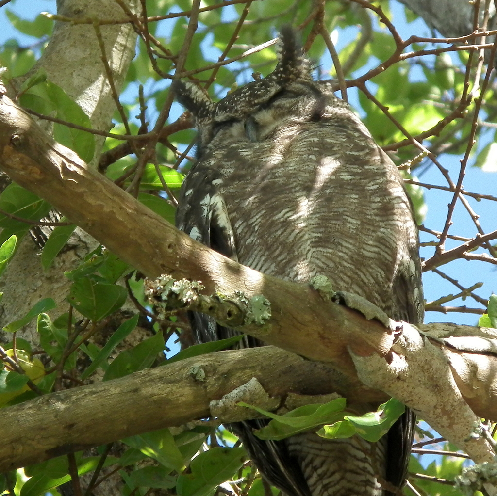 African Spotted Eagle-owl from Garden Route Botanical Garden on May 26 ...