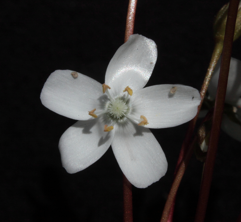 Drosera macrophylla from Mocardy WA 6603, Australia on July 31, 2020 at ...