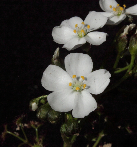 Geraldton Hills - IBRA subregion GES01 Check List · iNaturalist United ...