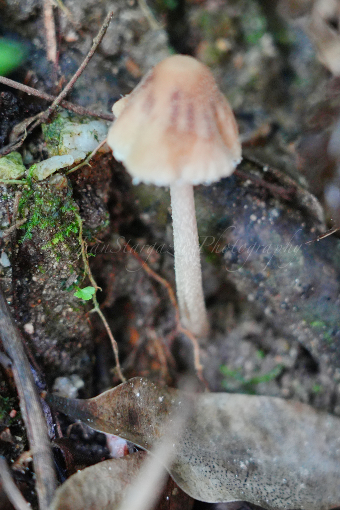 Hydropus in May 2023 by Jianstargazer · iNaturalist