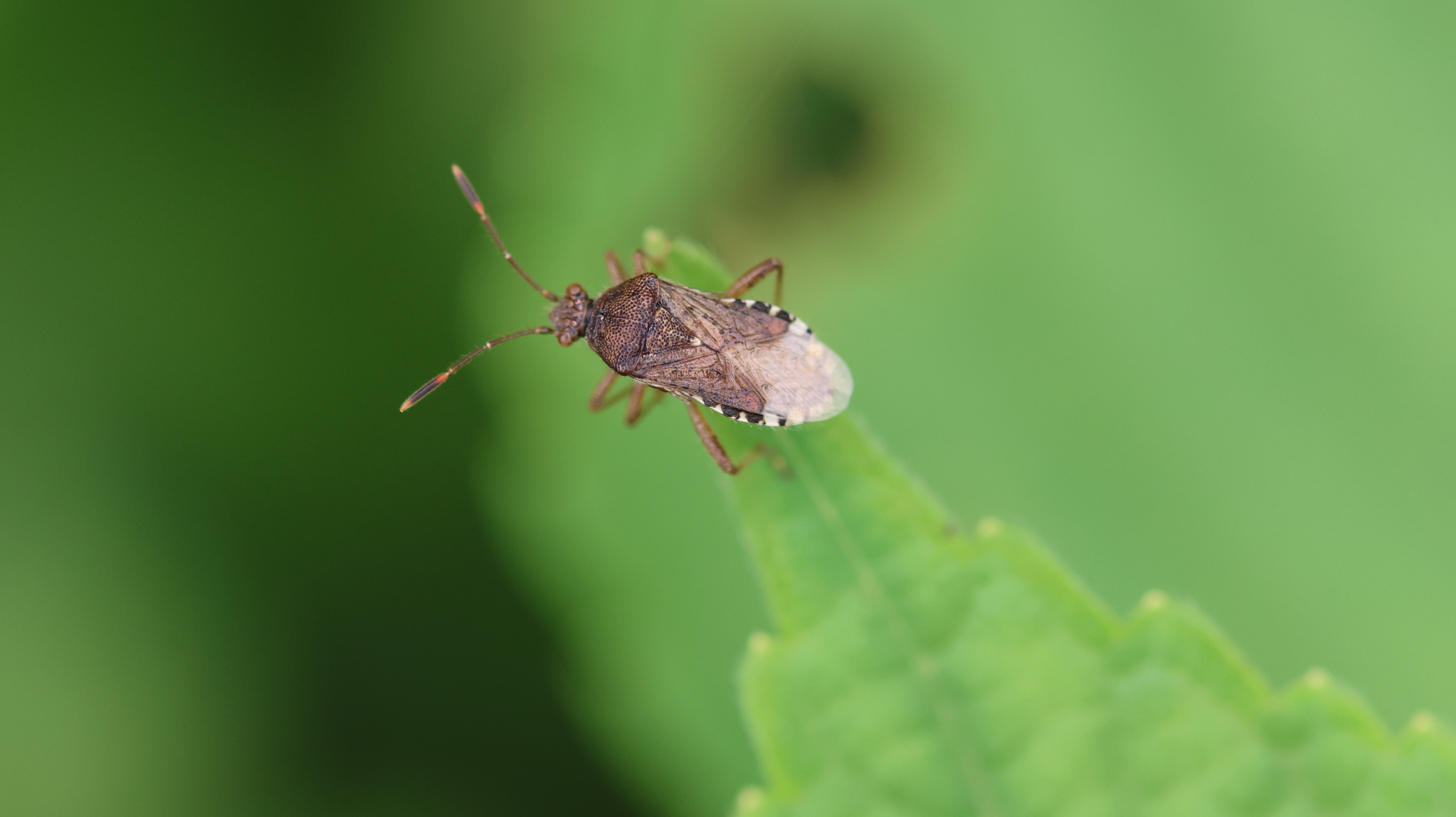 Rhopalus sapporensis (Matsumura, 1905)