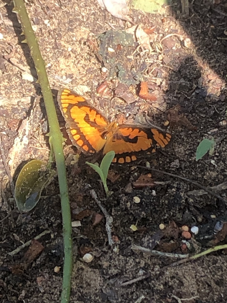 African Joker from Matutuine, MZ on May 24, 2023 at 10:32 AM by ...