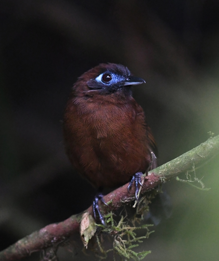 Zeledon's Antbird (Finca AGF Tucán del Choco Gualchan /Carchi ...