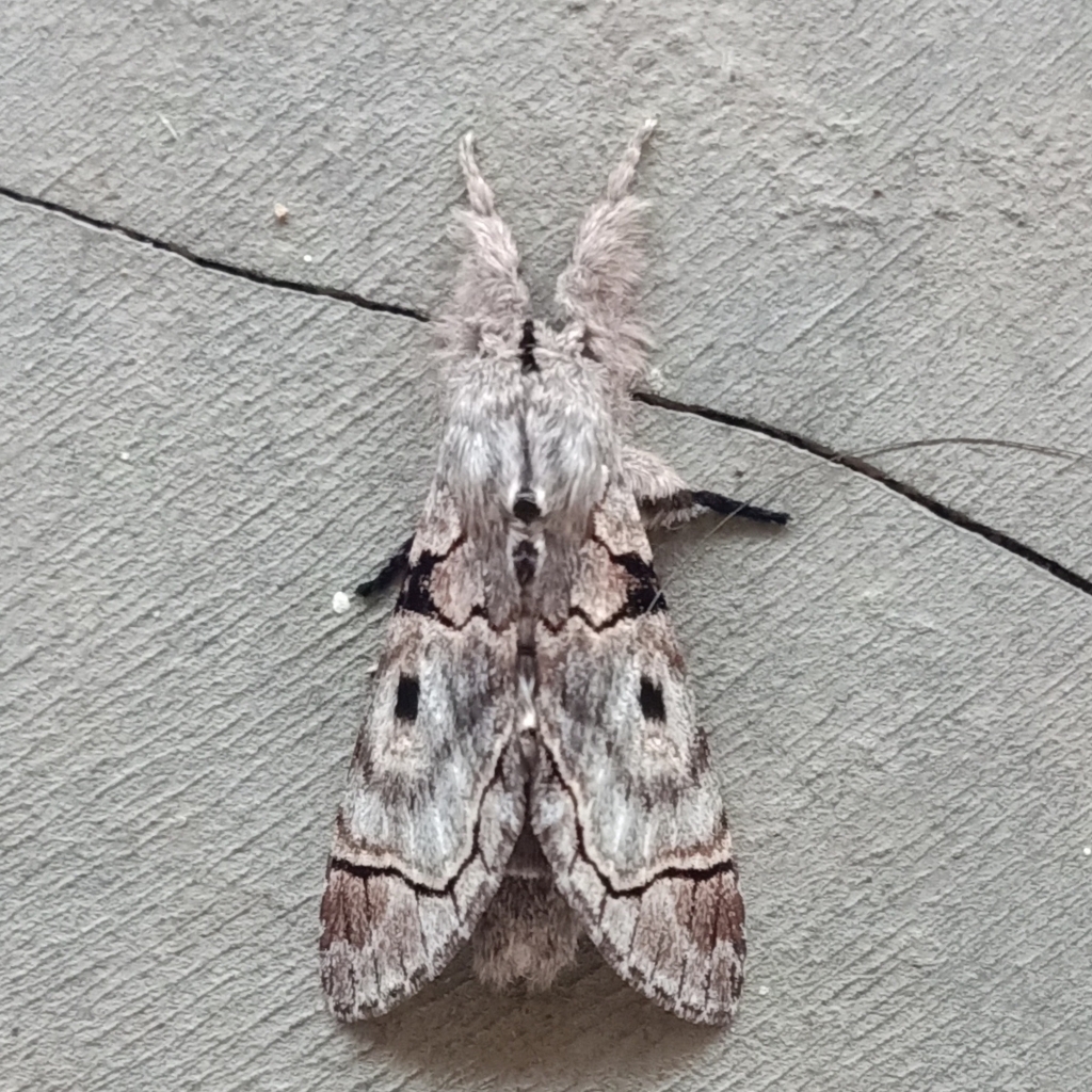 Owlet Moths and Allies from Khonoma on April 27, 2023 at 12:45 AM by ...