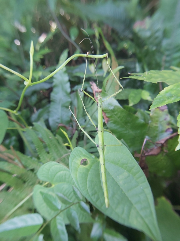 Phraortes formosanus from 235台灣新北市中和區華新里 on May 27, 2023 at 11:32 AM by ...