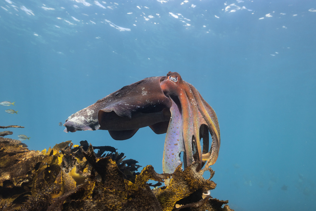Australian Giant Cuttlefish from New South Wales, AU on May 27, 2023 at ...