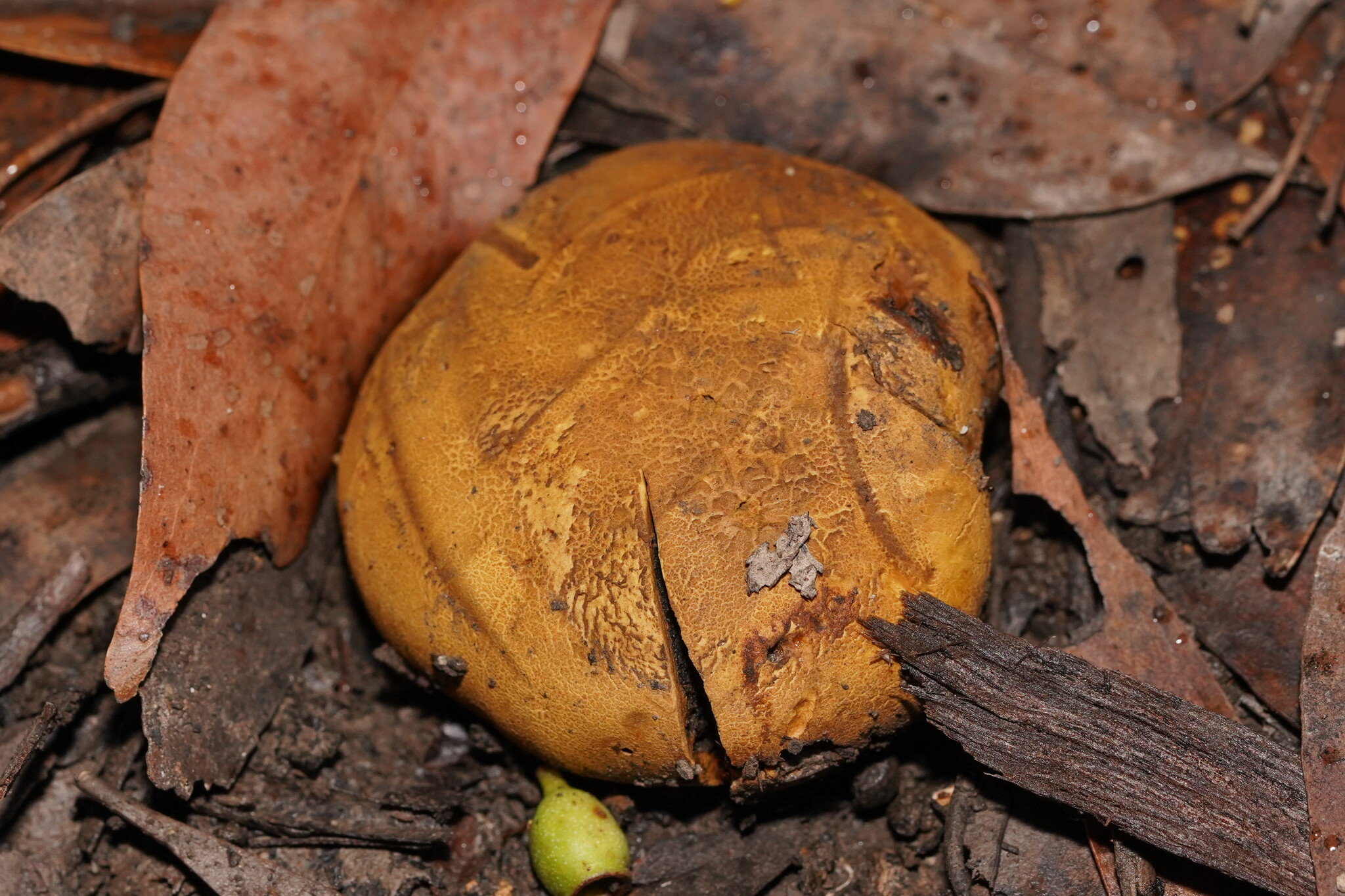 Scleroderma cepa Pers.