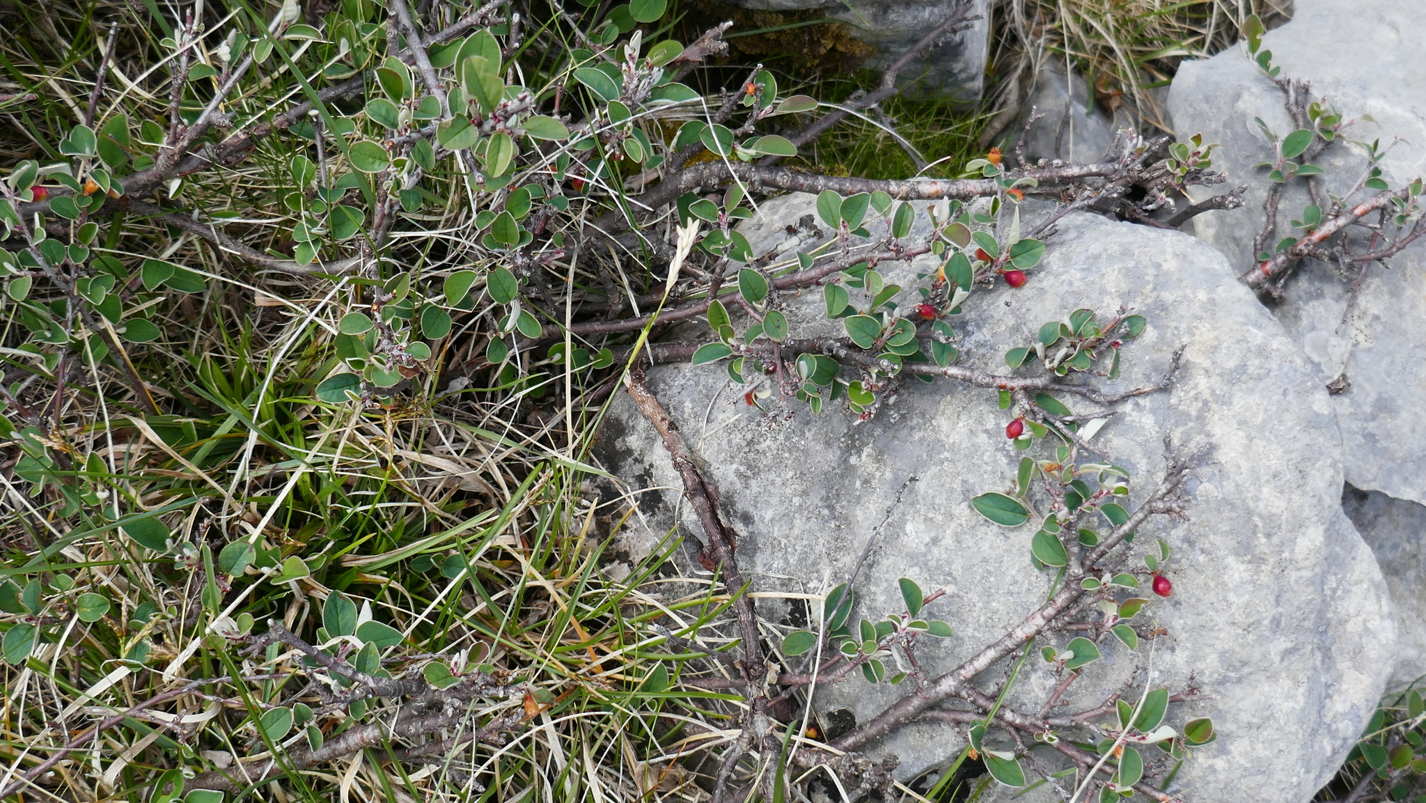 Cotoneaster integerrimus Medik.