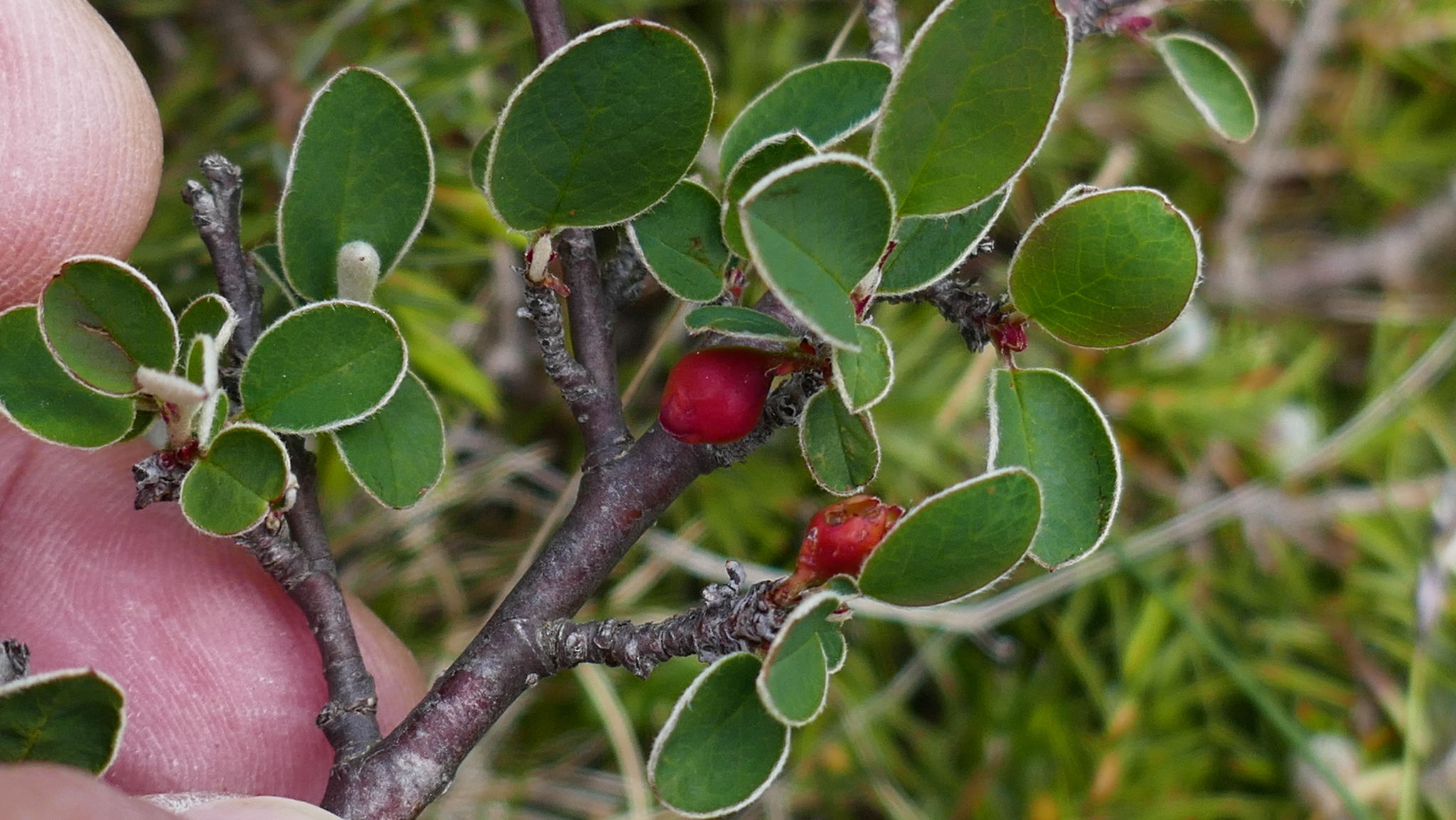 Cotoneaster integerrimus Medik.