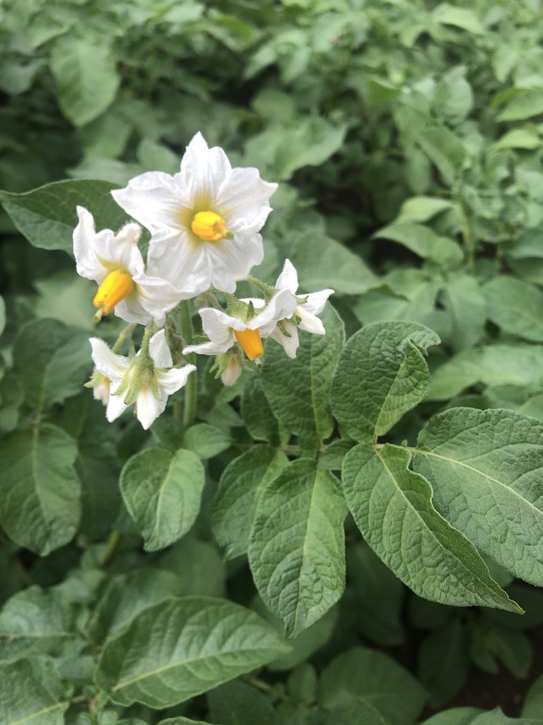 potato from Malog Radojice, Grad Trebinje, Republika Srpska, BA on May ...