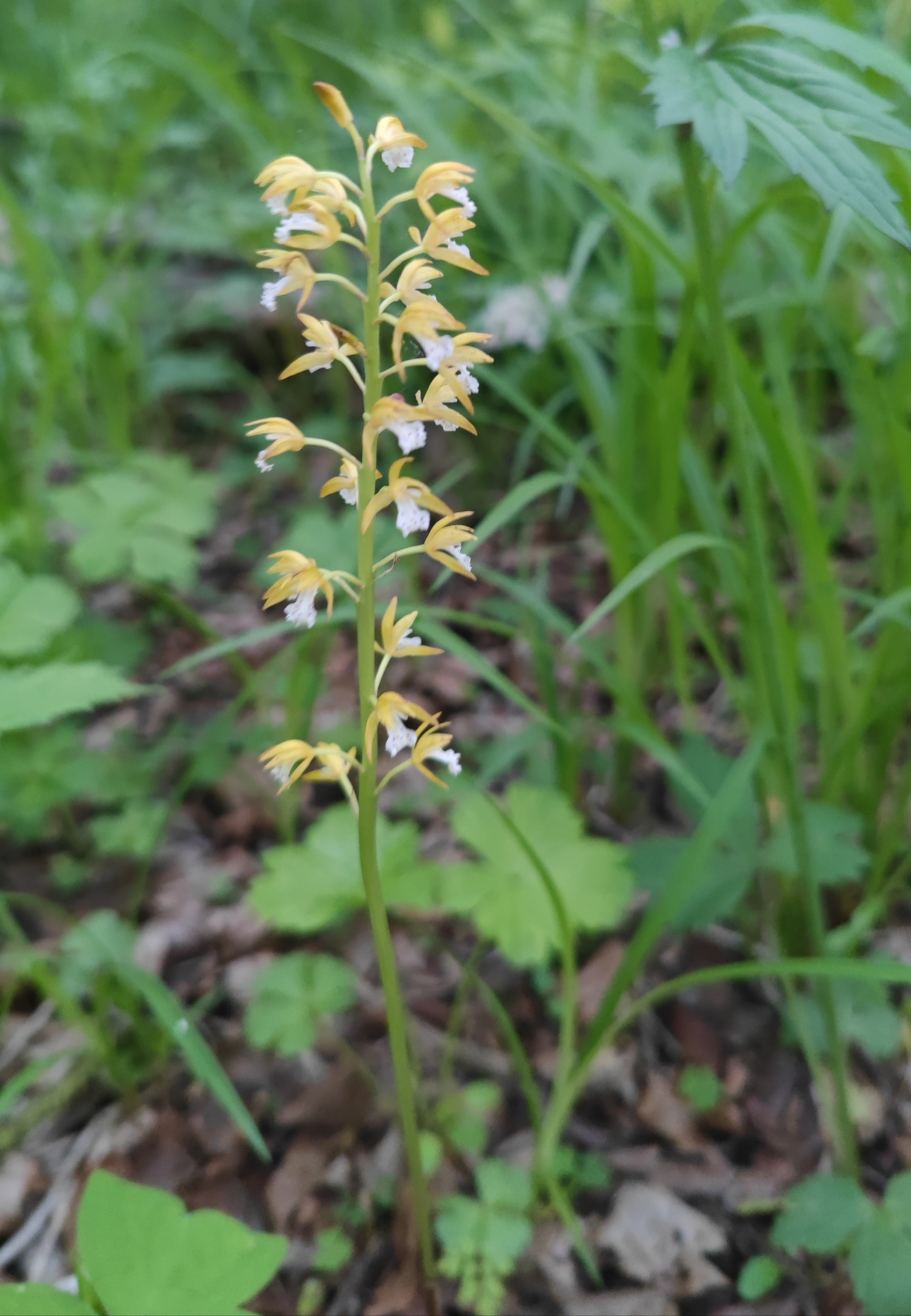 Oreorchis Lindl.