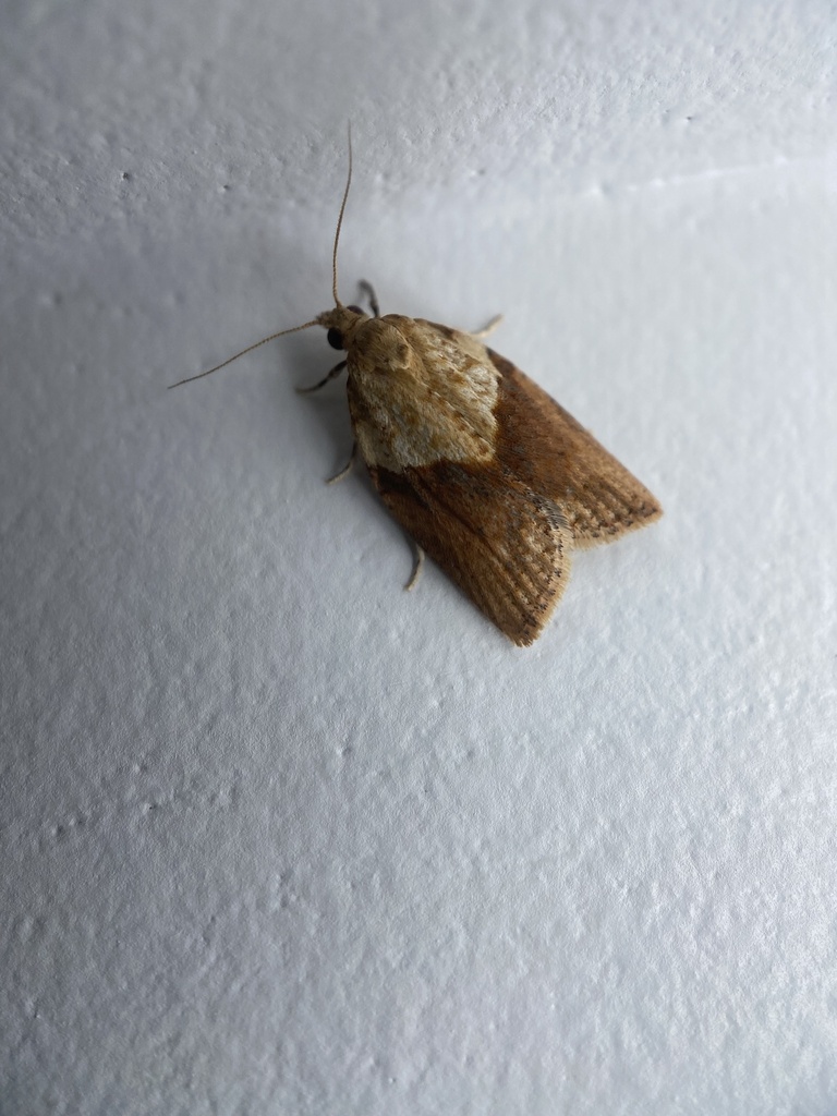 Light Brown Apple Moth in May 2023 by Nathan Odgers · iNaturalist