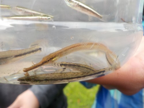 Opossum Pipefish (Microphis lineatus) · iNaturalist
