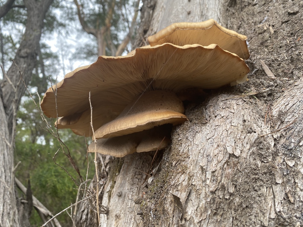 Brown Oyster Mushroom from Keenan State Forest, Bramley, WA, AU on May ...