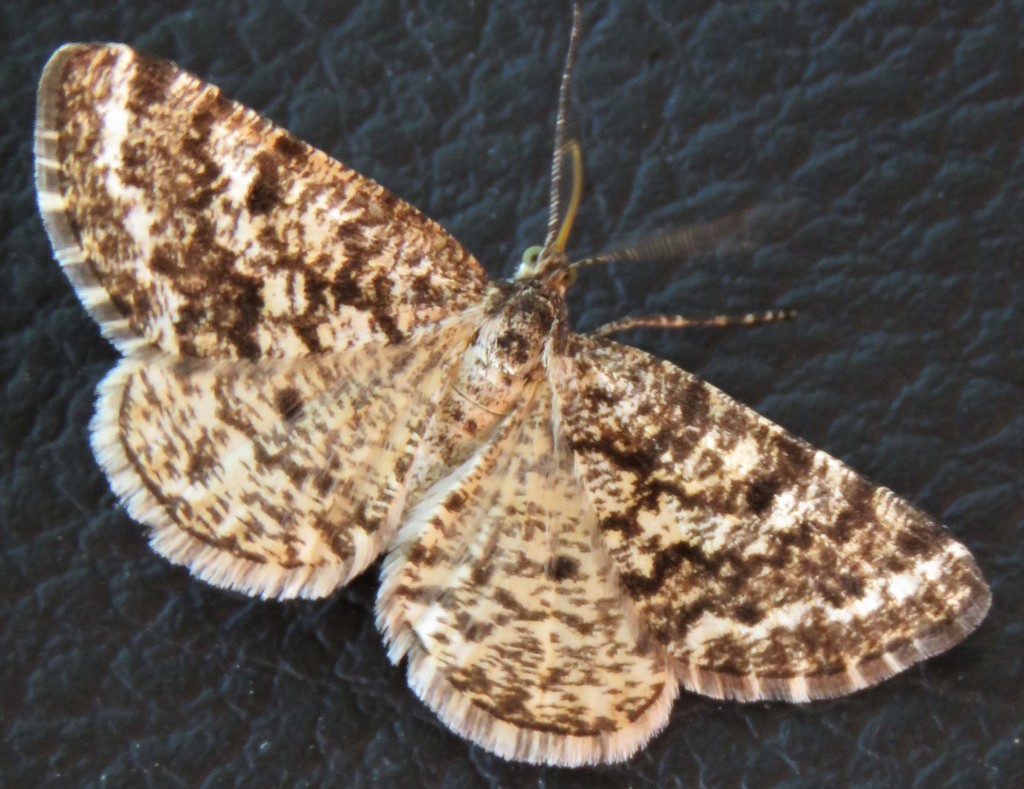 Powder Moth from Lake of the Woods County, MN, USA on June 6, 2018 at ...