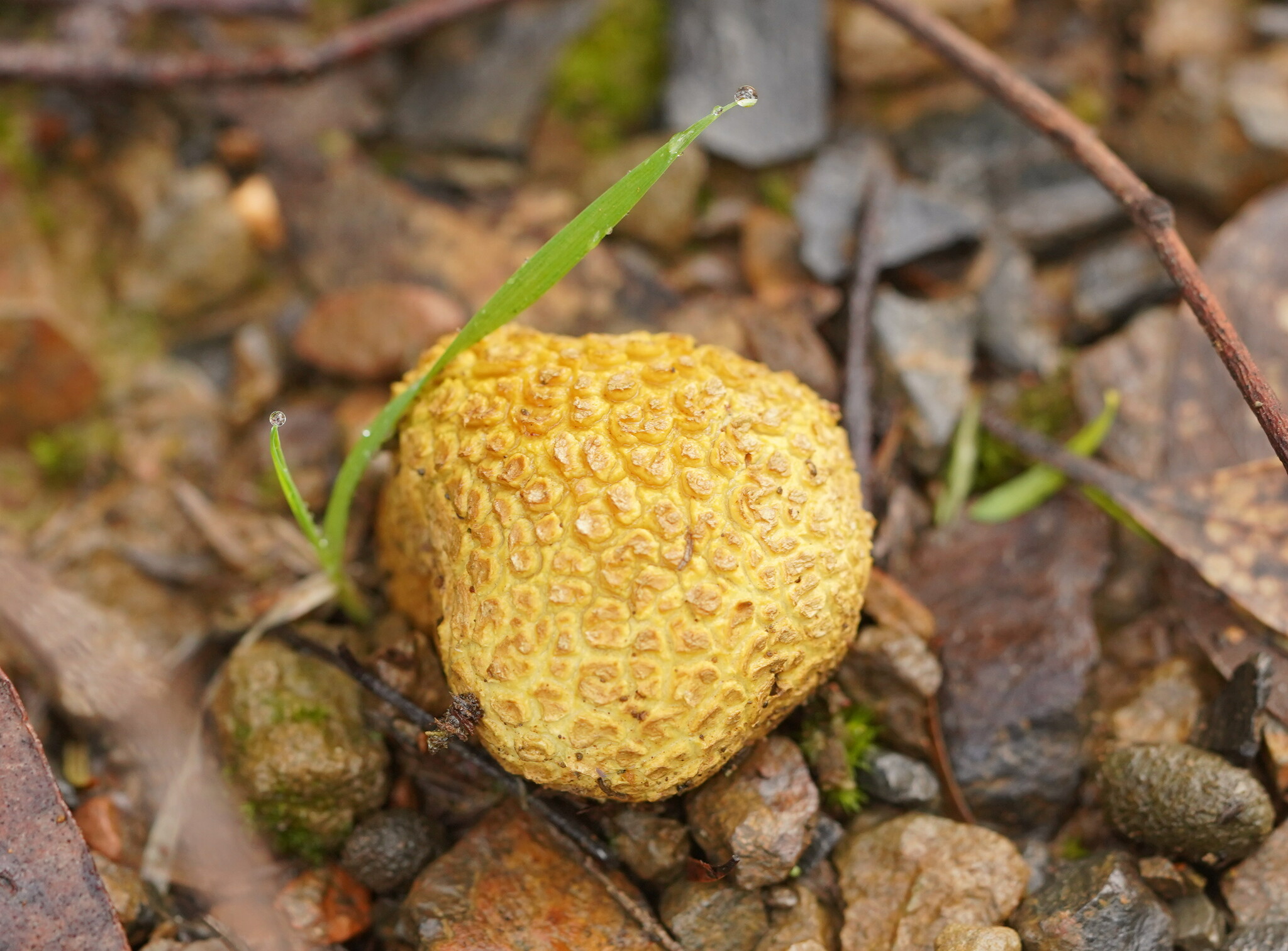 Scleroderma cepa Pers.