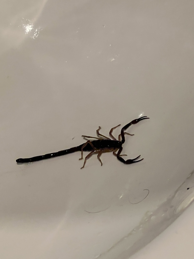 Slender Brown Scorpion from Cayo, BZ on May 27, 2023 at 04:45 AM by ...